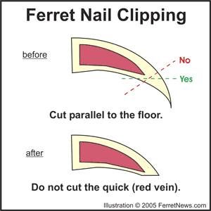 Clipping Ferret Nails: A Step-by-Step Guide - Ferret Outfitters